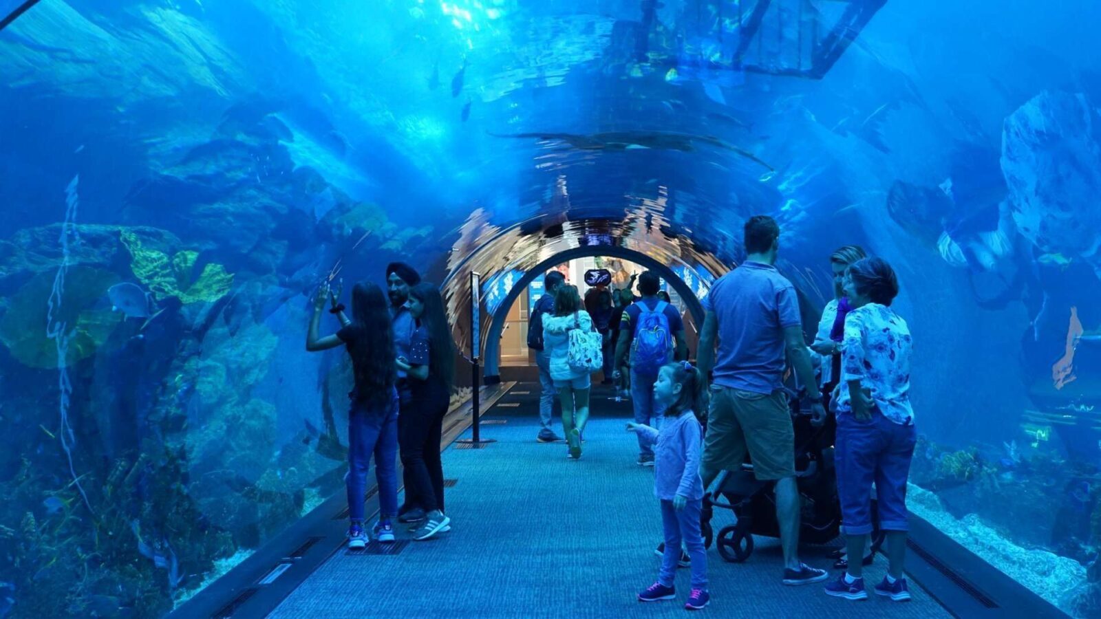 Dubai Mall Aquarium & Underwater Zoo | Adil Musa Official Blog