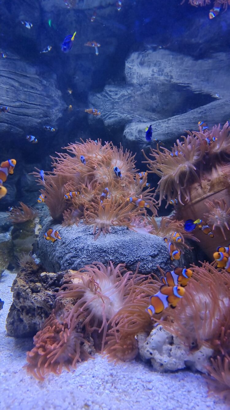 Chessington World of Adventures Resort | Adil Musa